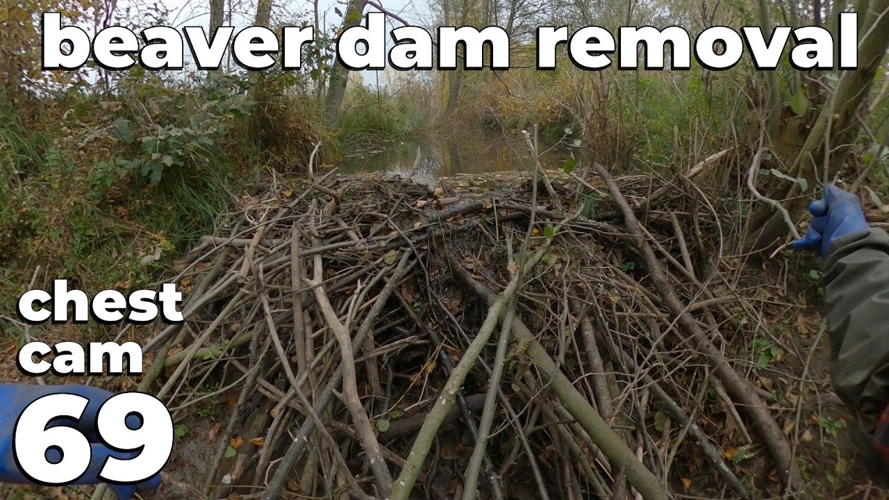 Manual Beaver Dam Removal No.69 - Chest Cam - YouTube