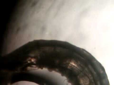 Maggot under my microscope lolz - YouTube