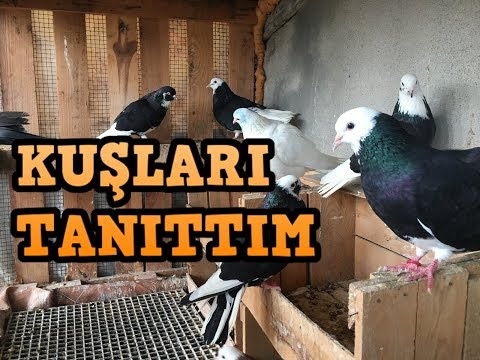 DÖNEK KUŞU NASIL OLMALI [ KALİTE ] !!!