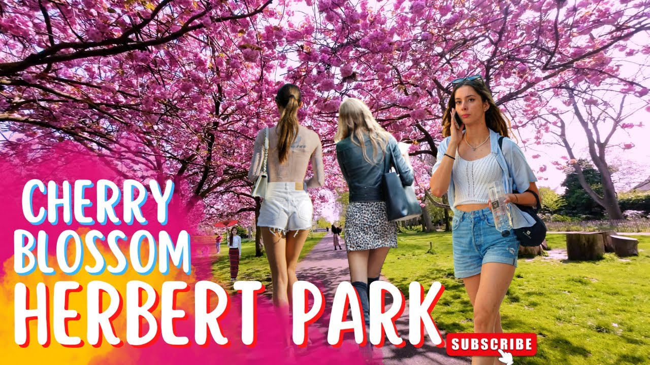 CHERRY BLOSSOM IN HERBERT PARK, DUBLIN, IRELAND WALKING TOUR 4K - YouTube