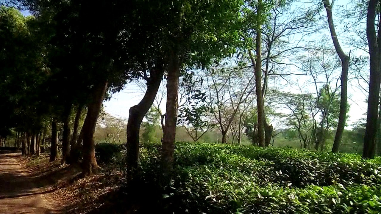 Beauties Neptune tae estate,Fatikchari Part-4 - YouTube