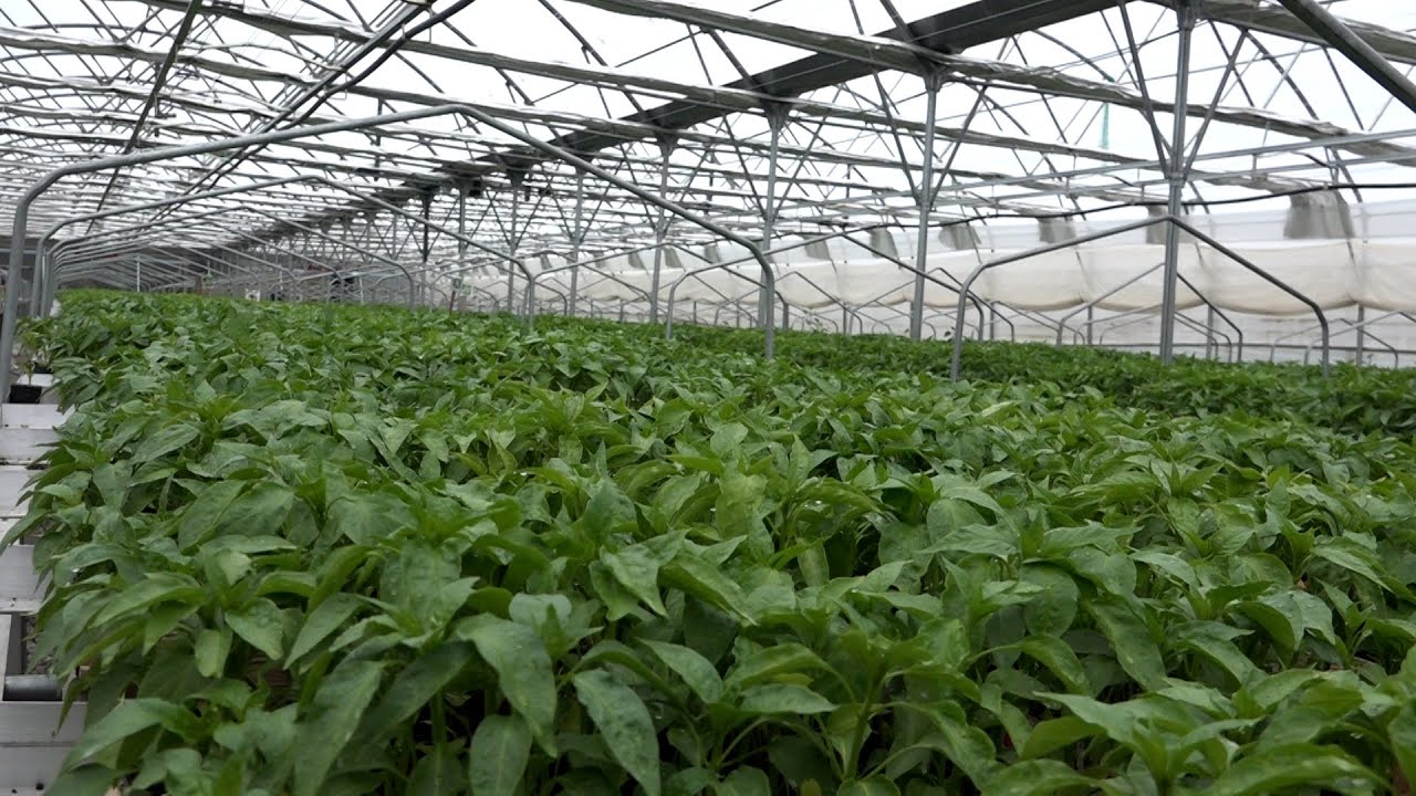 BUJKU- I kthyeri nga Amerika, familjarisht, krenohet me punen, suksesin ...