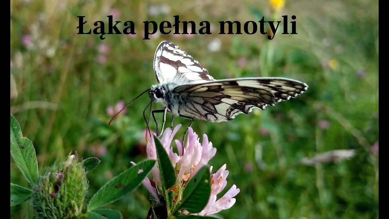 Łąka pełna motyli - YouTube