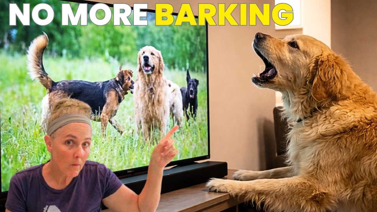 How To Fix Your Dog’s TV Barking: The Simple Plan for TV Reactivity ...