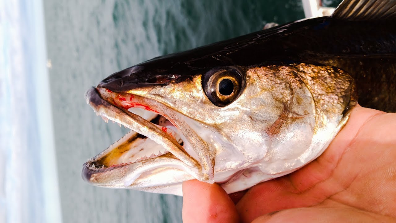 Gnarly Deep Sea Fish!!! - YouTube