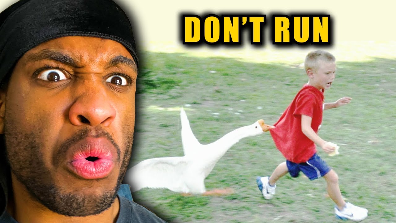 How To Beat Up A Goose - YouTube