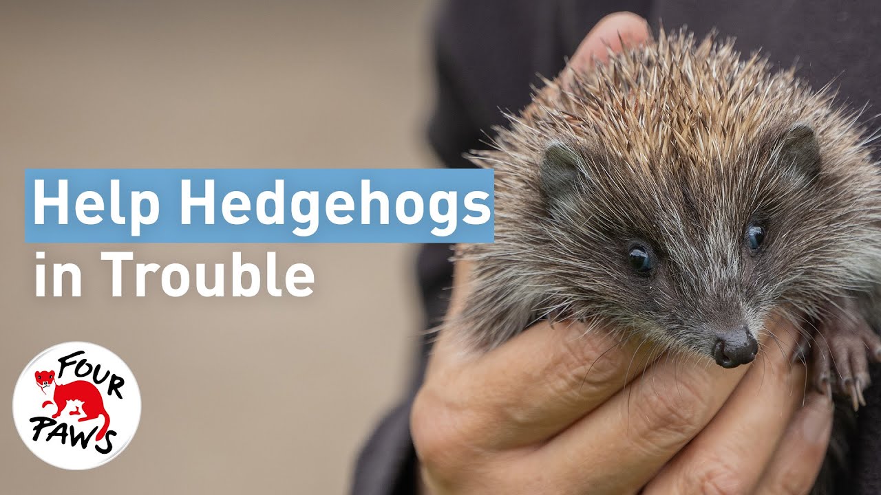 Help Hedgehogs at OWL AND BIRDS OF PREY Rescue Station Haringsee 🦔 ...
