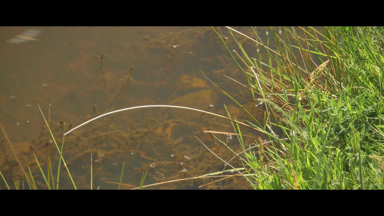 Sleepy Summer Pond - YouTube