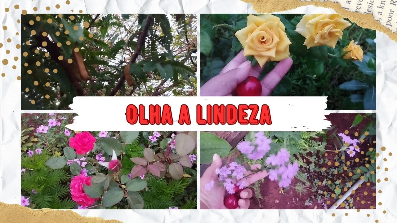 VEM VER A LINDEZA DAS MINHAS PLANTAS, CADA UMA MAIS LINDA QUE A OUTRA ...