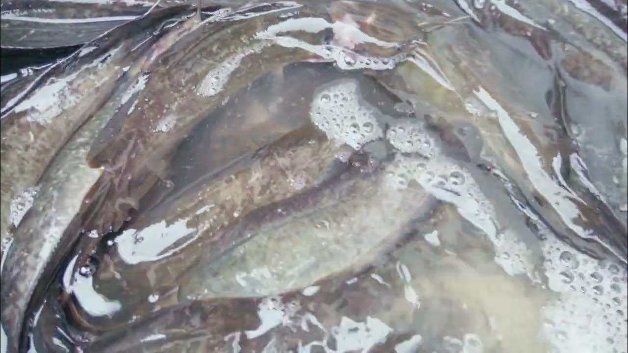 Catfish Secrets: Expert Angler Reveals His Best Techniques - YouTube