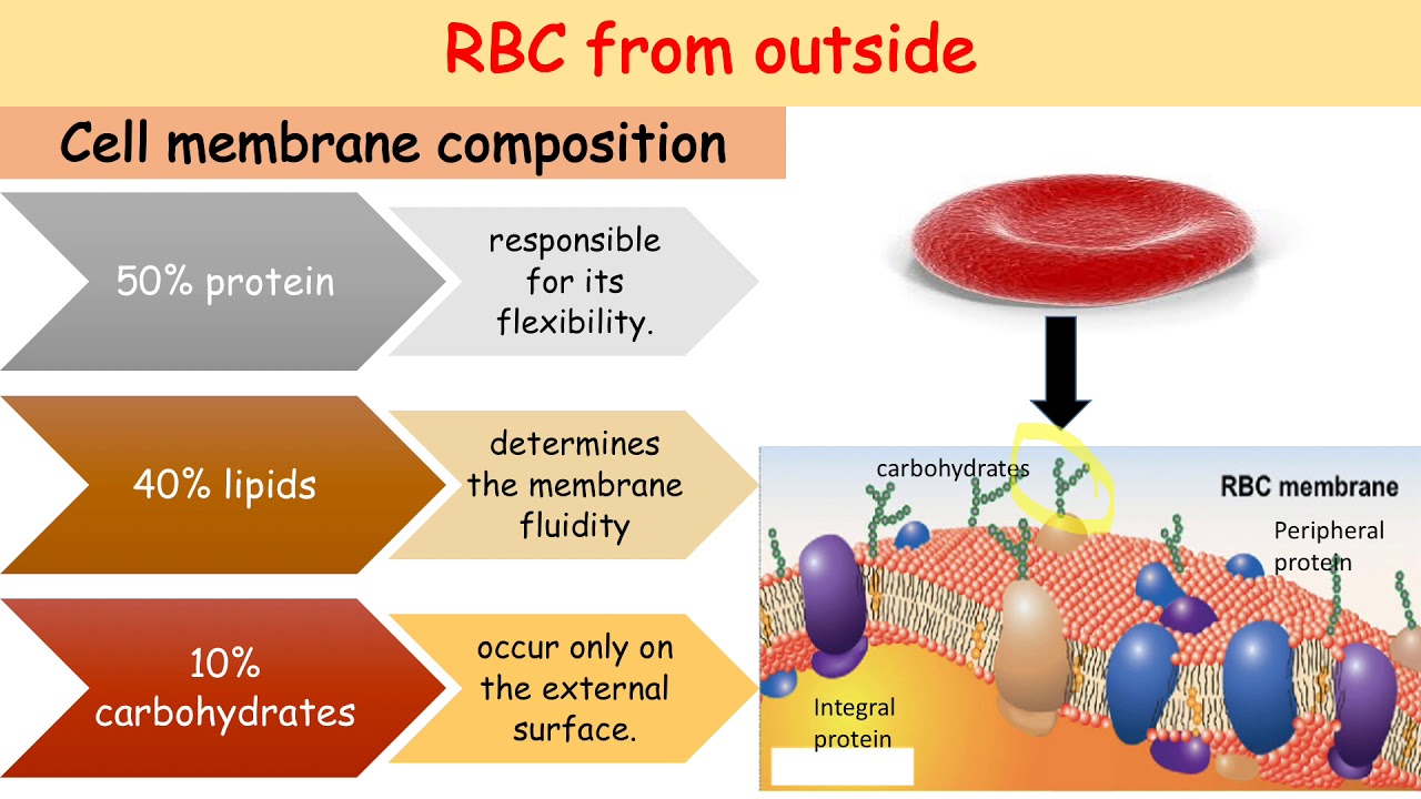 MED LEVEL1 Blood module BIO Lecture 6 Metabolic pathways of RBCs - YouTube