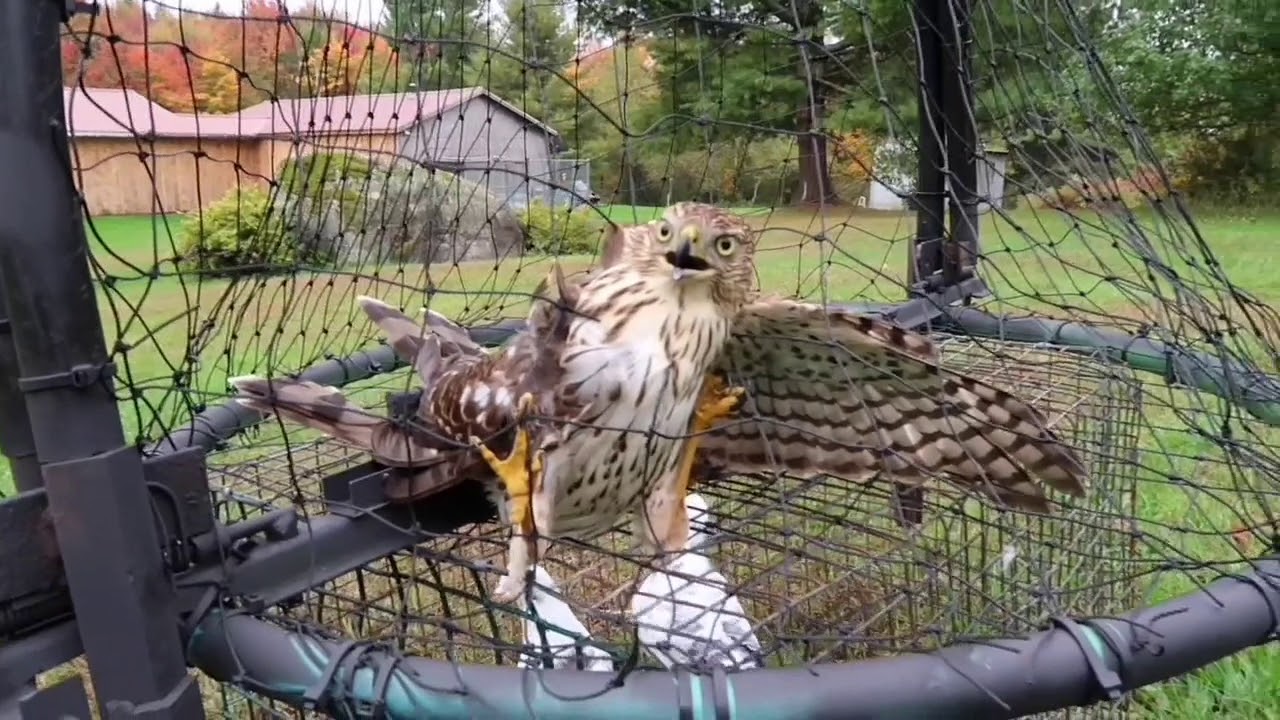 Prototype German Goshawk Trap - YouTube