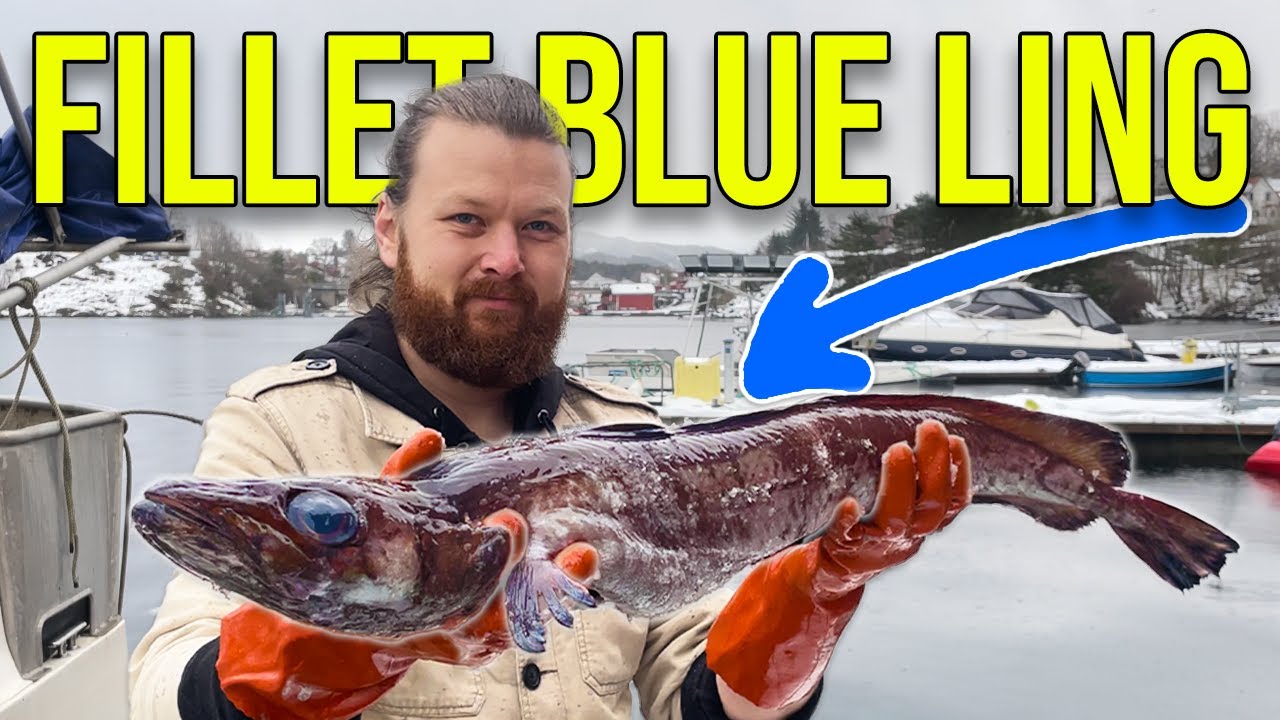 How to Perfectly Fillet a Blue Ling (No Bones Left!) - YouTube
