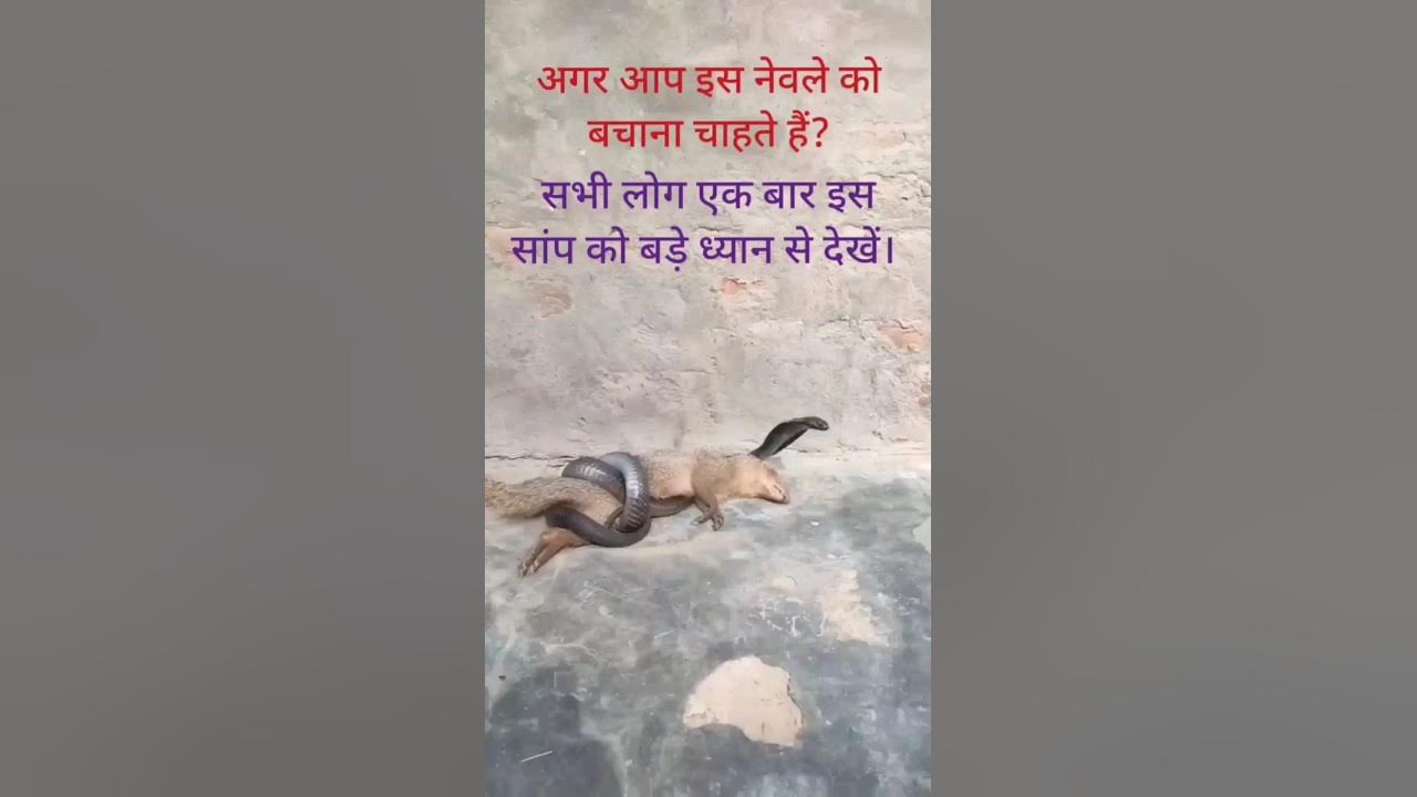 सांप नेवले को जिंदा ही निकल गया। आश्चर्यचकित रह गए सब लोग जब नेवले को