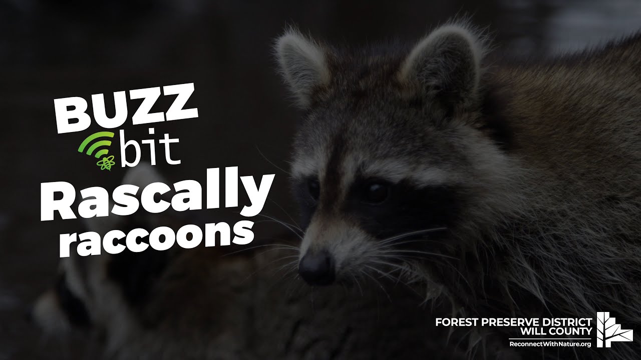 Buzz Bit: Rascally Raccoons - YouTube