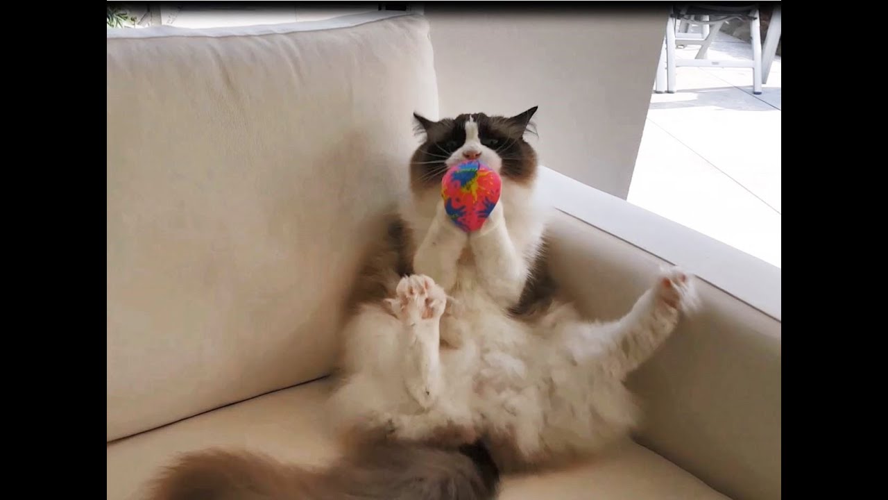 Cat is having fun, playing ball - YouTube