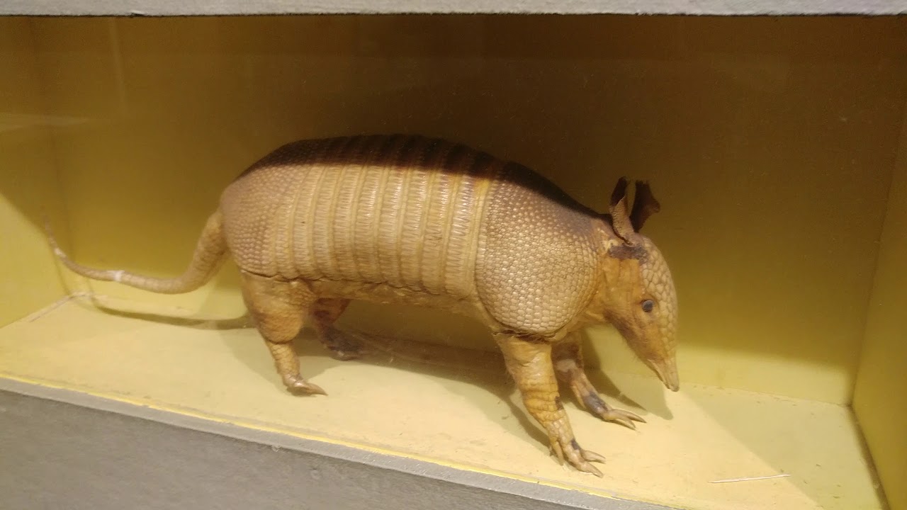 ARMADILLO DISPLAY IN TAXIDERMY EXHIBIT @ MORRIS MUSEUM - YouTube