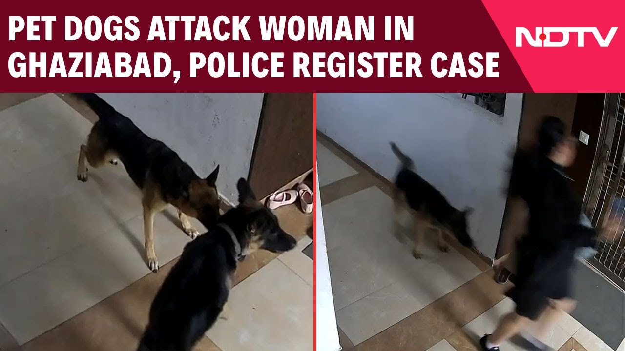Dog Attacks | Woman Suffers Head Injury After Pet Dogs Attack Her In ...