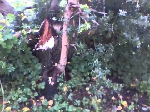 tree branch snapping off - YouTube