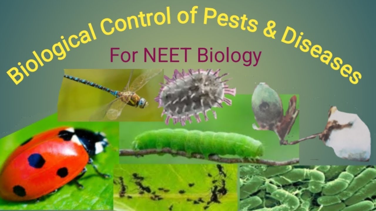 @Biological control of pests and diseases - YouTube