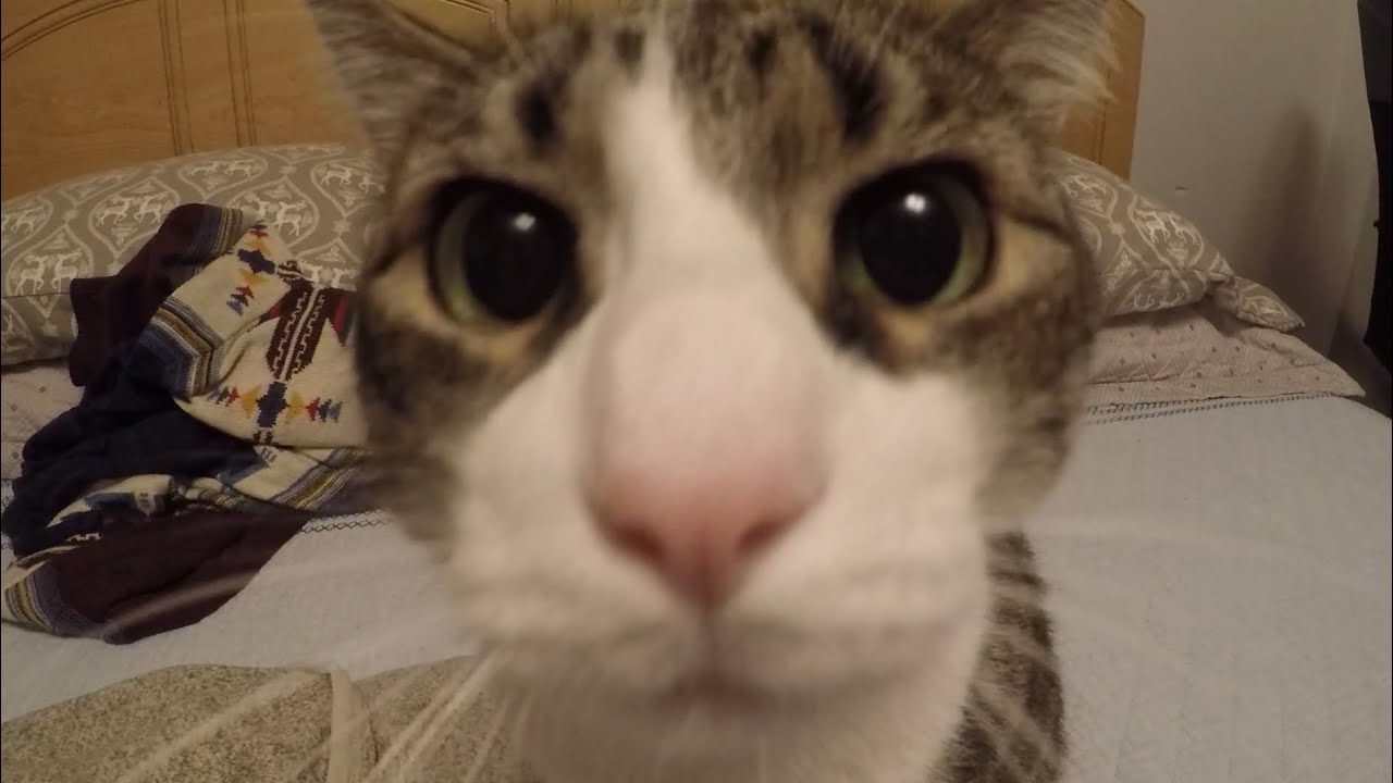 Cat baptism gone wrong - YouTube