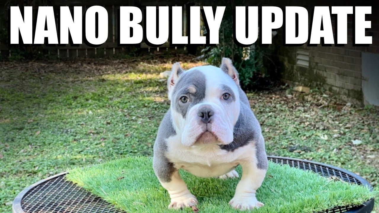 Crazy tiny nano bully - YouTube