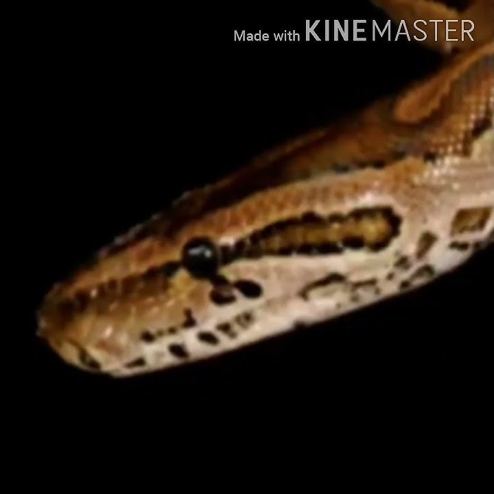Python Hiss 🐍 🔊 - YouTube