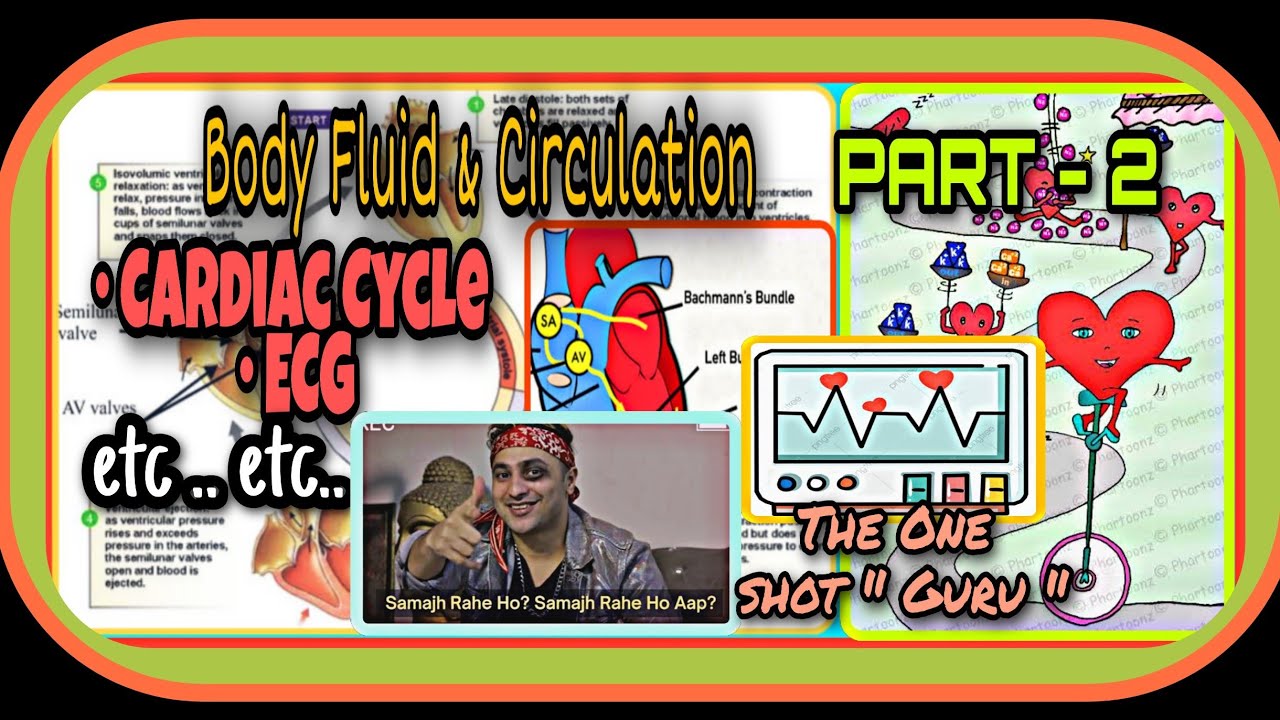 | Body Fluid And Circulation | Part:2 |ONE SHOT+PDF • Cardiac Cycle ...