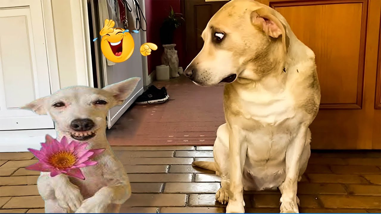 Super Funny Animals That Will Make You Laugh Non Stop 😹🐶 The Funniest ...
