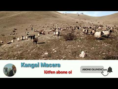 KOYUNLARI ÇAĞIRDIK BİZE DOĞRU KUŞTOLAR #KOYUN #ÇAĞIRMA