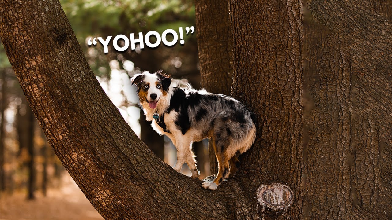 Testing My Dog's Recall (The FASTEST Recall) - YouTube