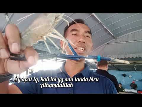 Mancing Udang Sepit Biru Kolam HAMISU Gergetown Pulau Pinang.