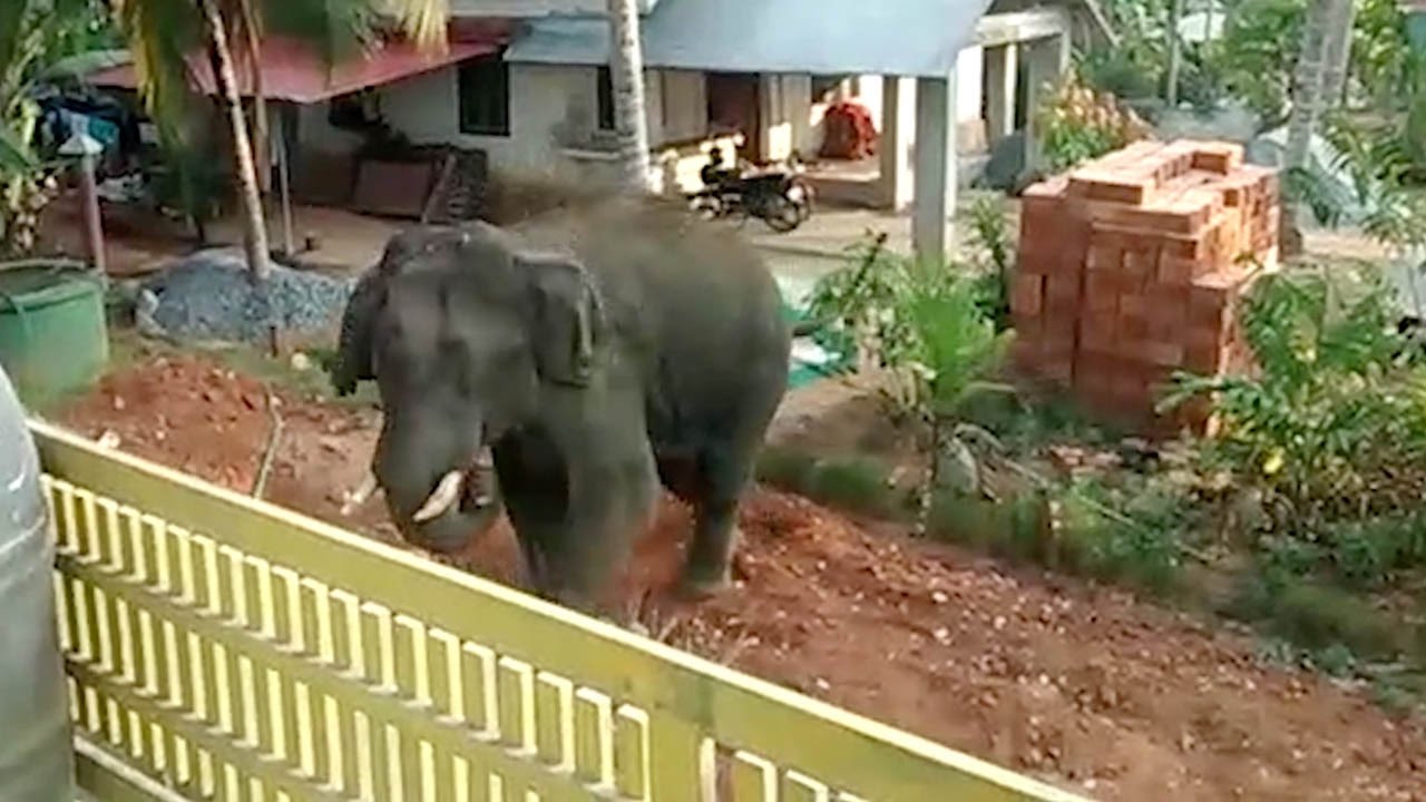 Rampaging Elephant Charges Into Village - YouTube