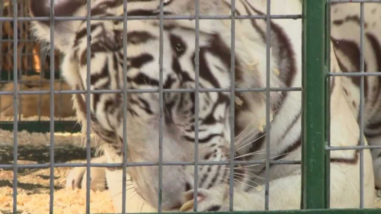 Huge White Tiger Eating - YouTube