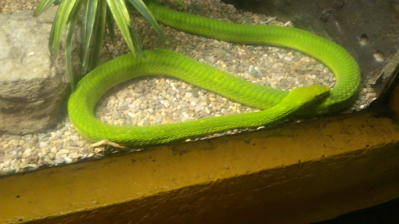 Vibora verde - YouTube