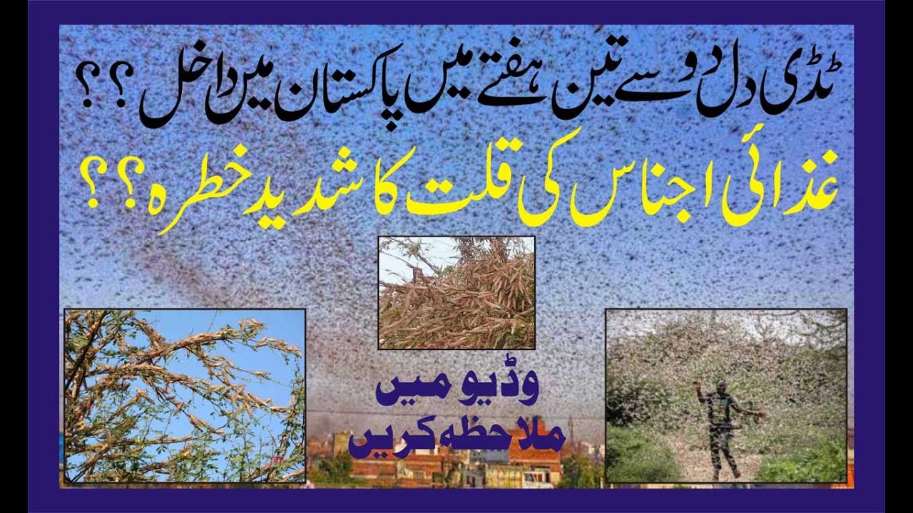 Tiddi Dal In Pakistan | Locusts Attack in Pakistan and India | Tiddi ...