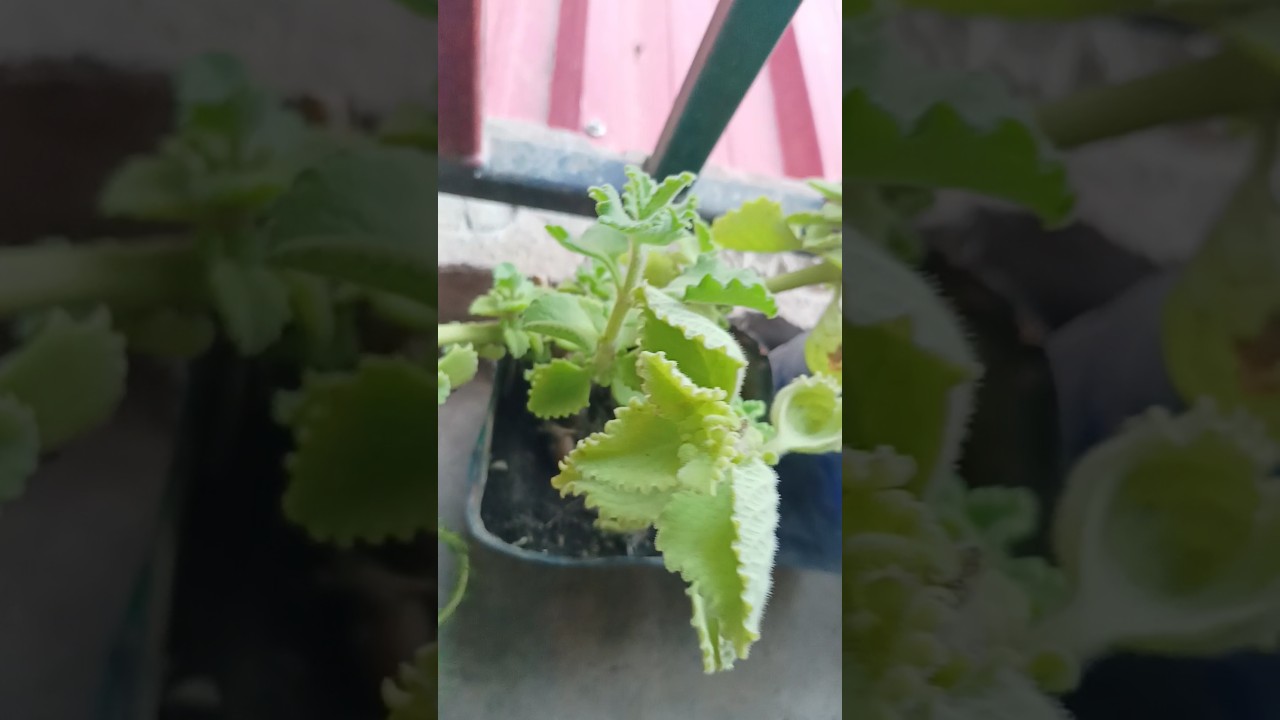 #ajwen plant#pariksha #pariksha vlogs - YouTube