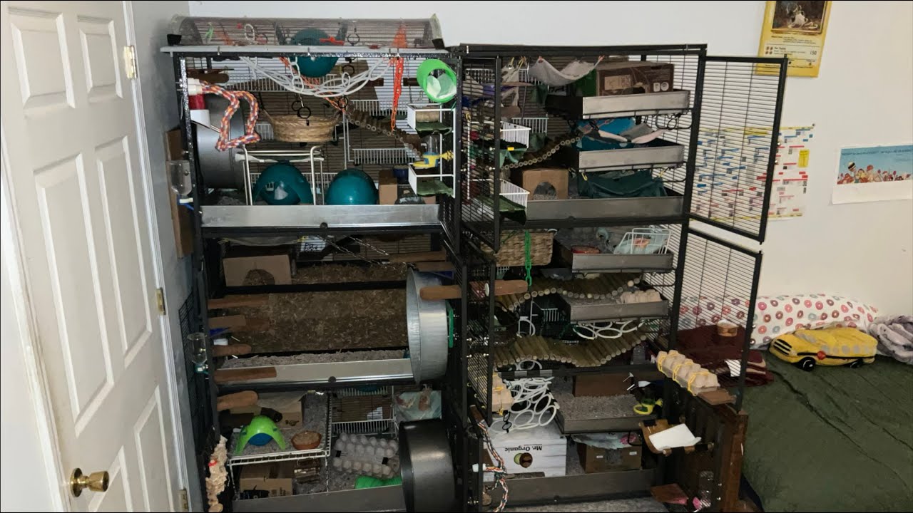 Another month, another fun cage setup for my rats! - YouTube