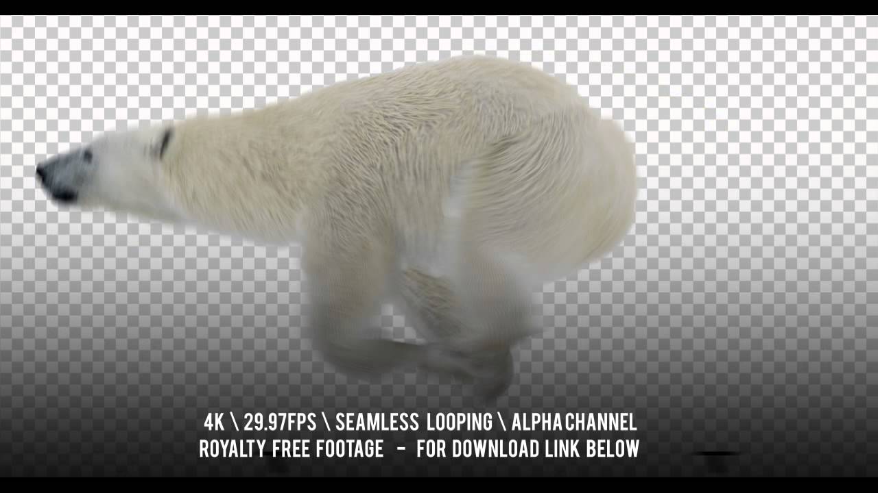 Polar Bear running. Isolated and cyclical animation. Alpha channel ...