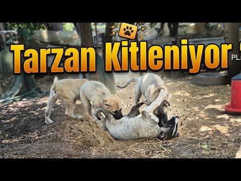 BÖLÜM  34 - TAVUK EĞİTİMİ 