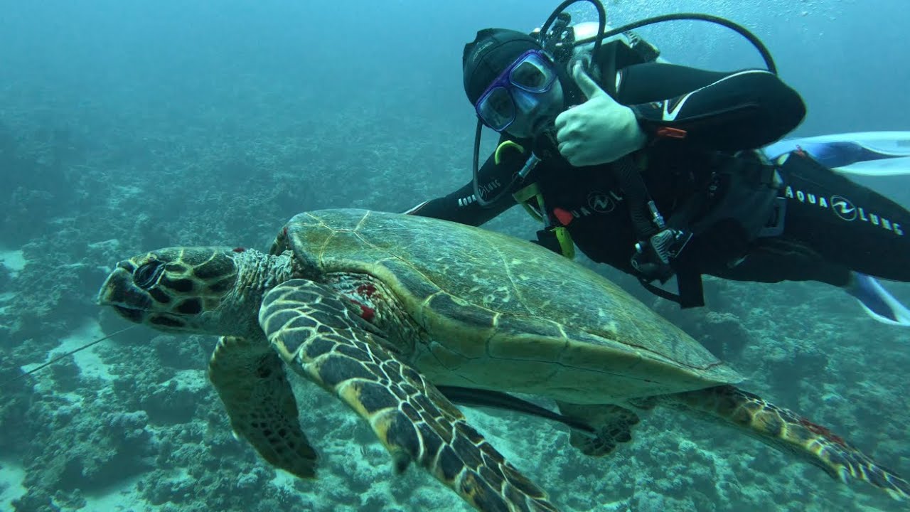 🐢Toshbaqa | Черепаха🐢 - YouTube