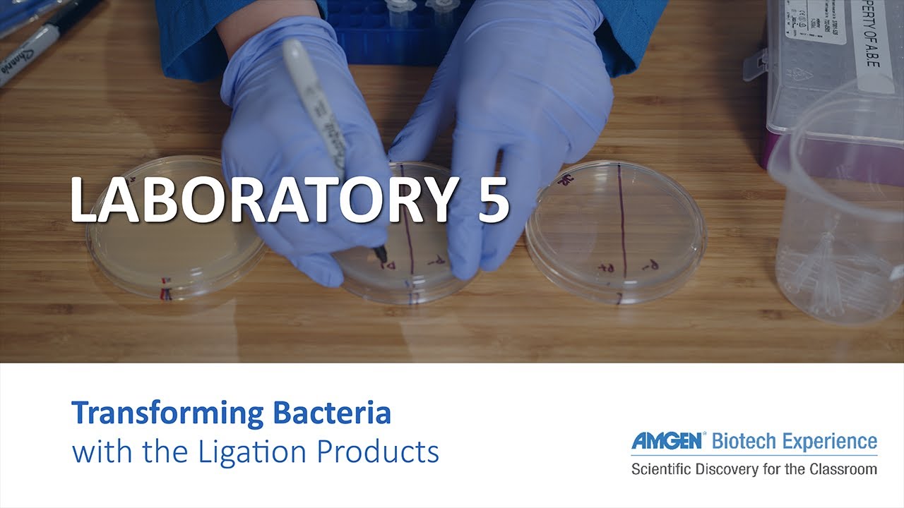 Laboratory 5: Transforming Bacteria with the Ligation Products - YouTube