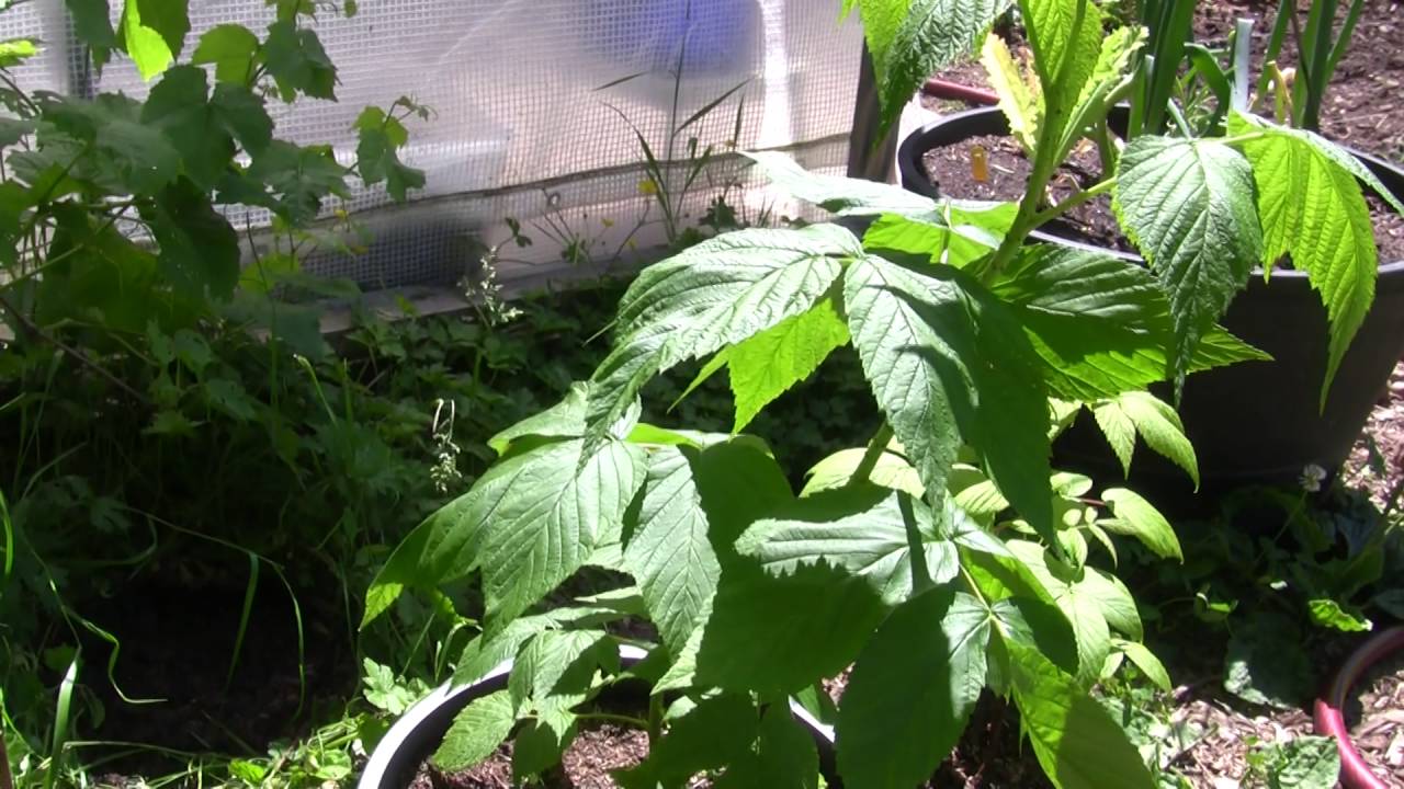Propagating raspberries by hardwood cuttings, Yay or nay! - YouTube