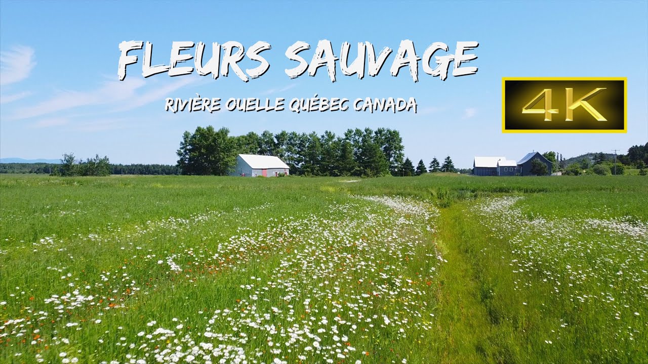 FLEURS SAUVAGE / WILD FLOWERS / RIVIÈRE OUELLE QUÉBEC CANADA 🇨🇦 - YouTube