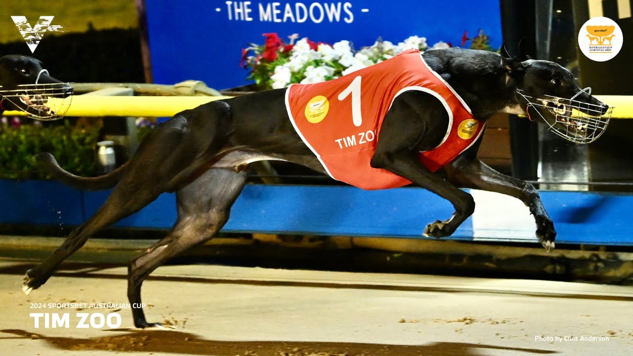 2024 Sportsbet Australian Cup - TIM ZOO - YouTube