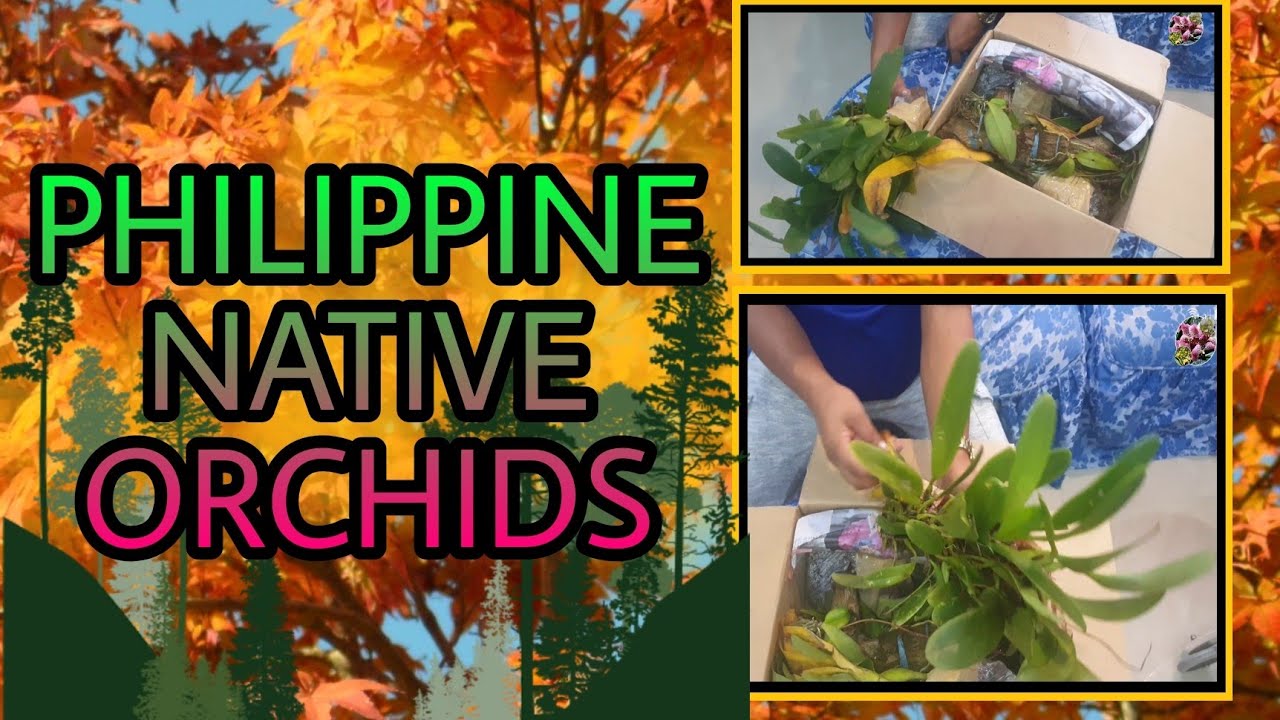 UNBOXING: Philippine Native Orchids | V173 - YouTube