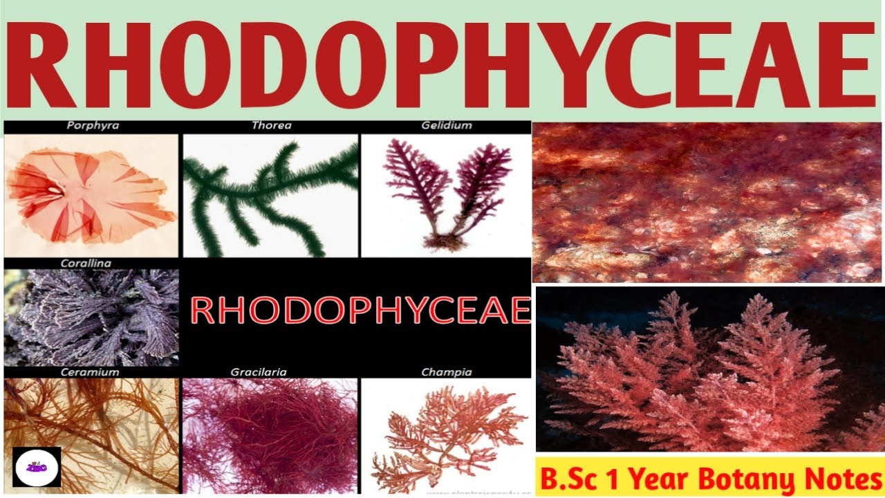 RHODOPHYCEAE ( RED ALGAE) | # CLASSIFICATION OF ALGAE | B.Sc Botany ...