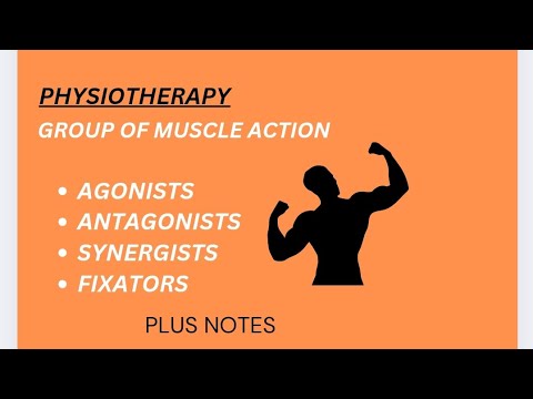 AGONIST | ANTAGONIST | SYNERGISTS | FIXATORS | PHYSIOTHERAPY | NOTES ...
