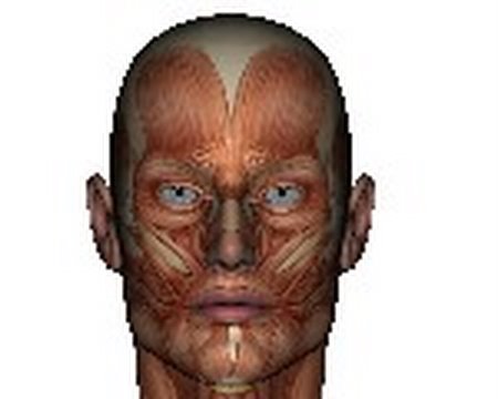 Pronounce The Muscles 4 of 4 - YouTube