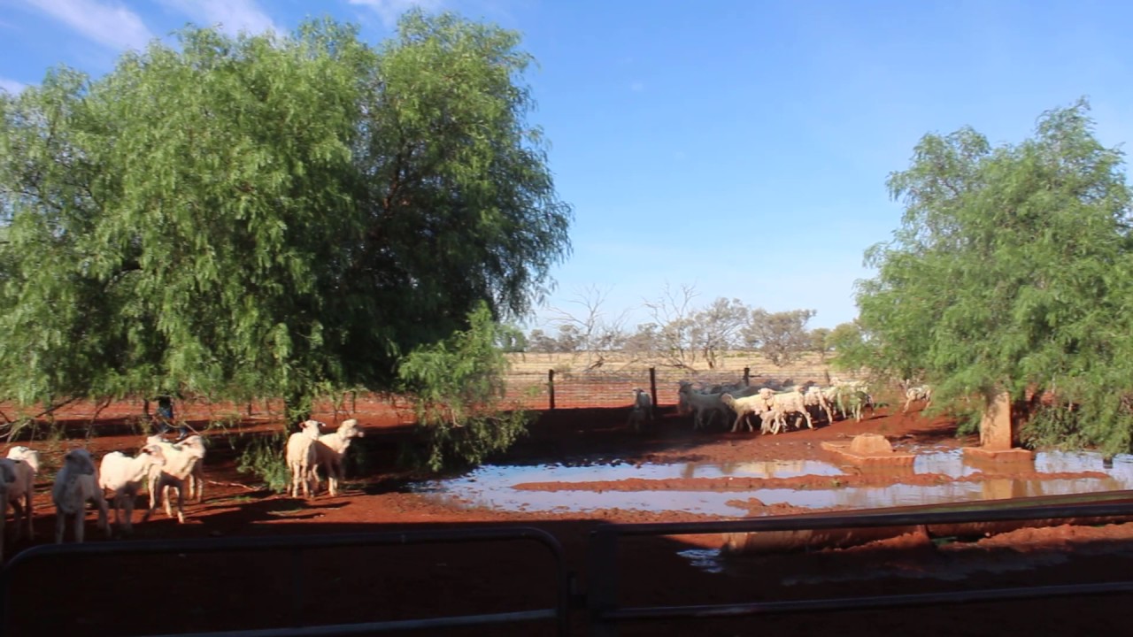 Kids having fun on the farm - YouTube